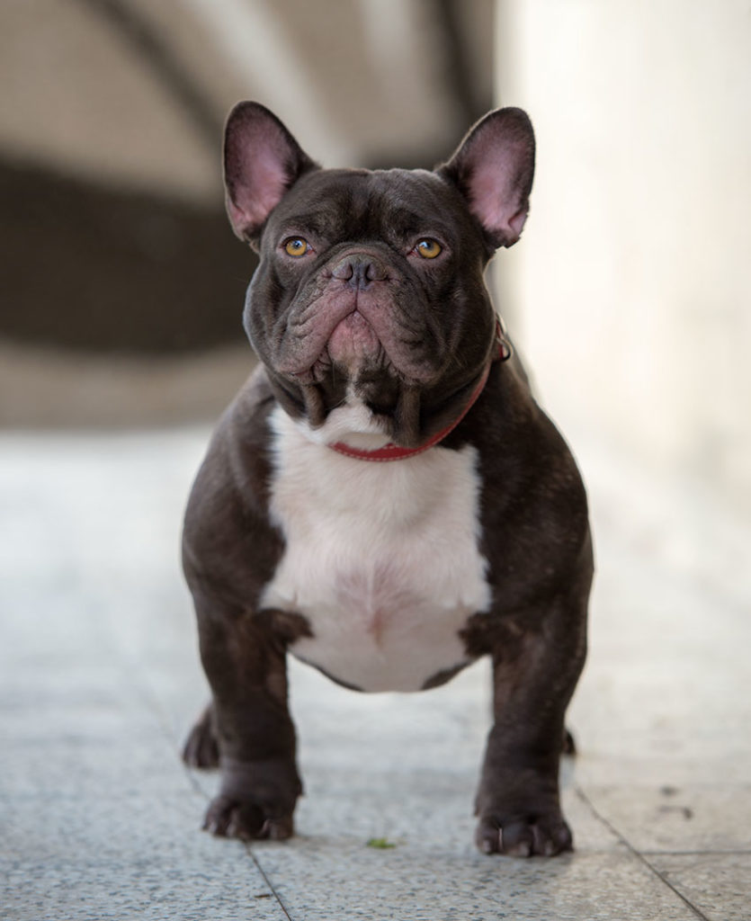 Our dogs - French Bulldog Breed