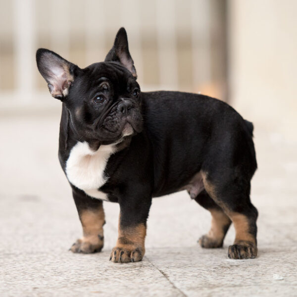 French Bulldog Heat Rash! This is the solution! - French Bulldog Breed