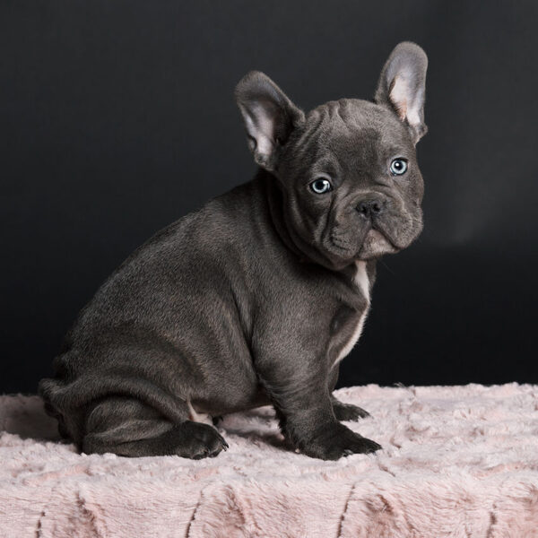 Qué es un mini Frenchie? La guía definitiva sobre su salud, cuidados y ...