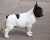 French Bulldog Tail: Is It Cropped or Natural Born? - French Bulldog Breed