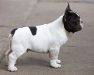 French Bulldog Tail: Is It Cropped or Natural Born? - French Bulldog Breed