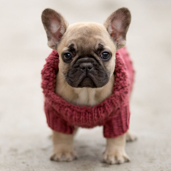 Qué es un mini Frenchie? La guía definitiva sobre su salud, cuidados y ...