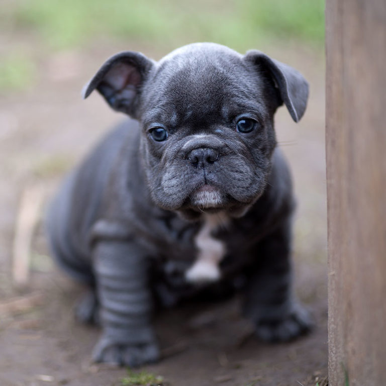 Our breeding - French Bulldog Breed