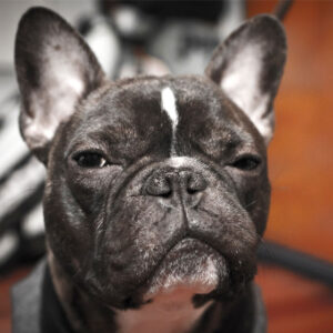 French Bulldog For Sale! Where to Find The Right Puppy?