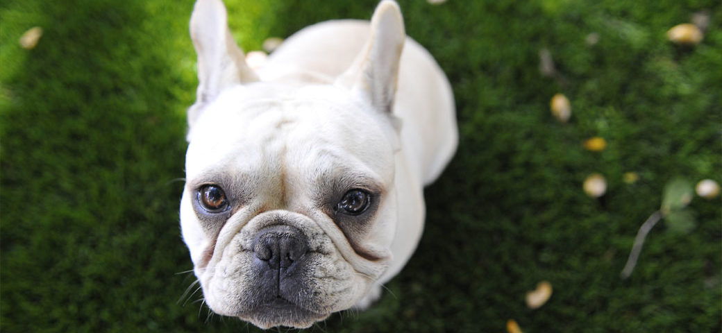 How to tell you are a French Bulldog owner - French Bulldog Breed