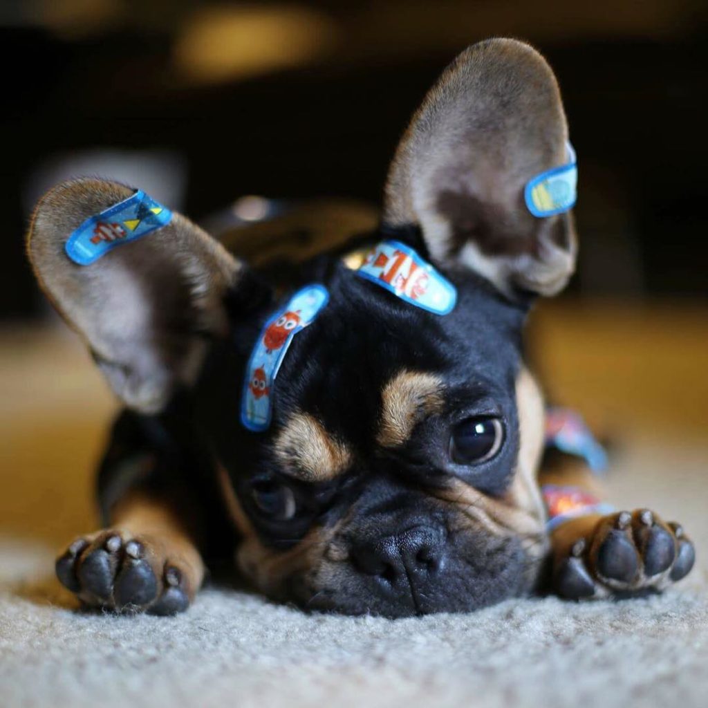 Top 5 French Bulldog instagram profiles - French Bulldog Breed