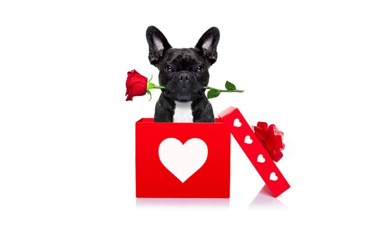 French Bulldog Gift Guide And Ideas - French Bulldog Breed Essentials ...
