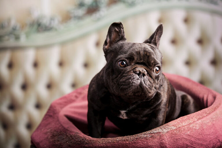 Are French Bulldogs Smart? - French Bulldog Breed Essentials: Shop & Learn