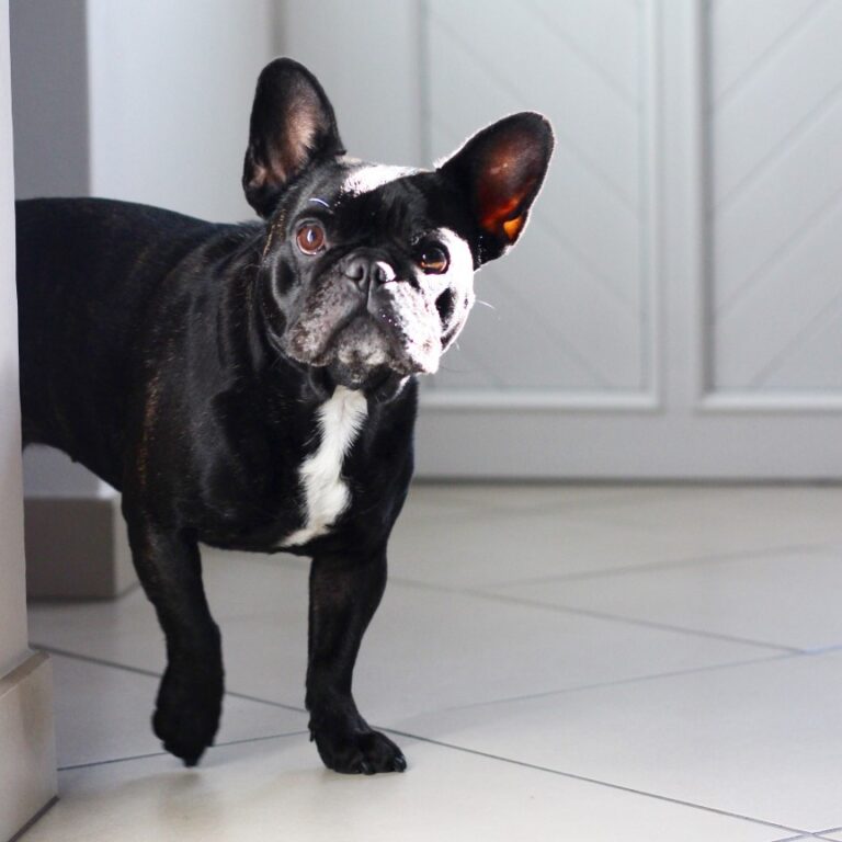 Top 7 French Bulldog Chew Toys - French Bulldog Breed