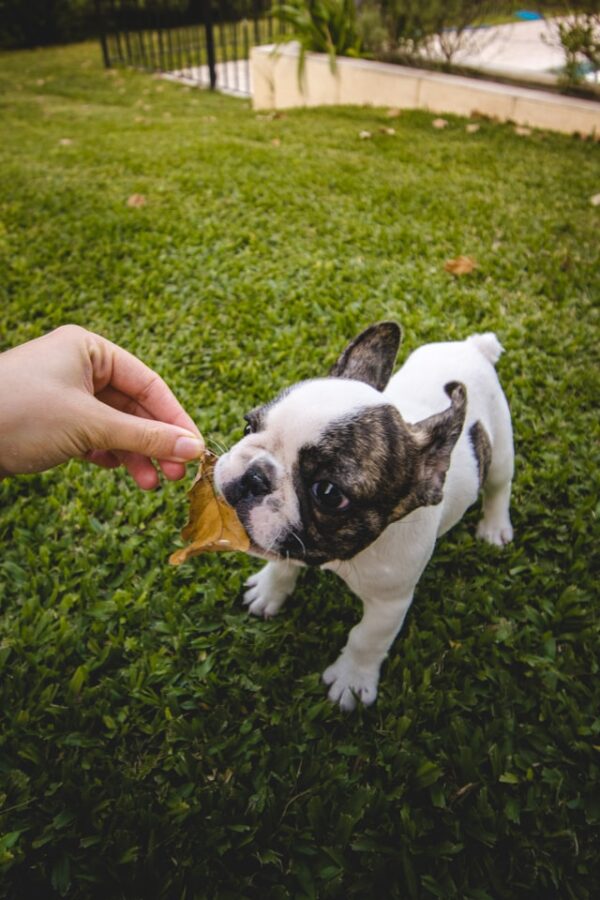 French Bulldog Biting- Reasons And Prevention - French Bulldog Breed ...