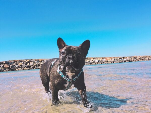 Extreme Heat! How To Keep Your French Bulldog Safe? - French Bulldog ...