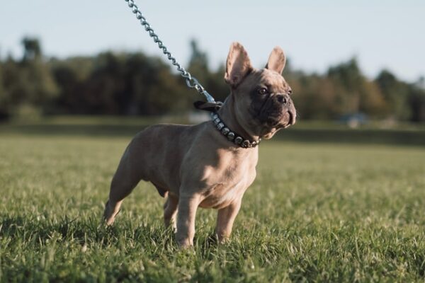 How Do I Make My French Bulldog Muscular? - French Bulldog Breed ...
