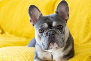 French Bulldog Skin Bumps- The Reasons and Solution - French Bulldog Breed
