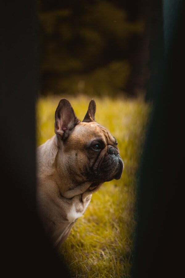 9 Most Common French Bulldog Health Issues - French Bulldog Breed ...