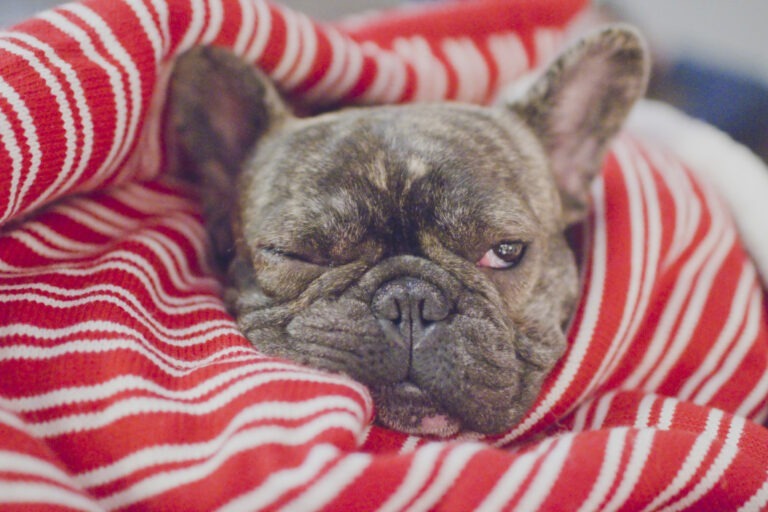 French Bulldog Snoring: Health & Care Secrets Revealed