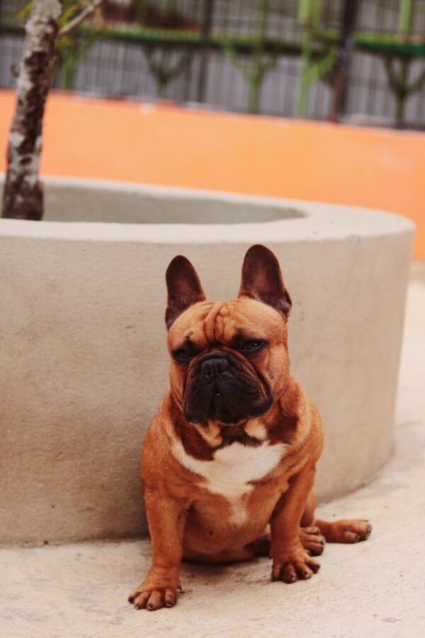IVDD In French Bulldogs: Everything You Need To Know - French Bulldog ...