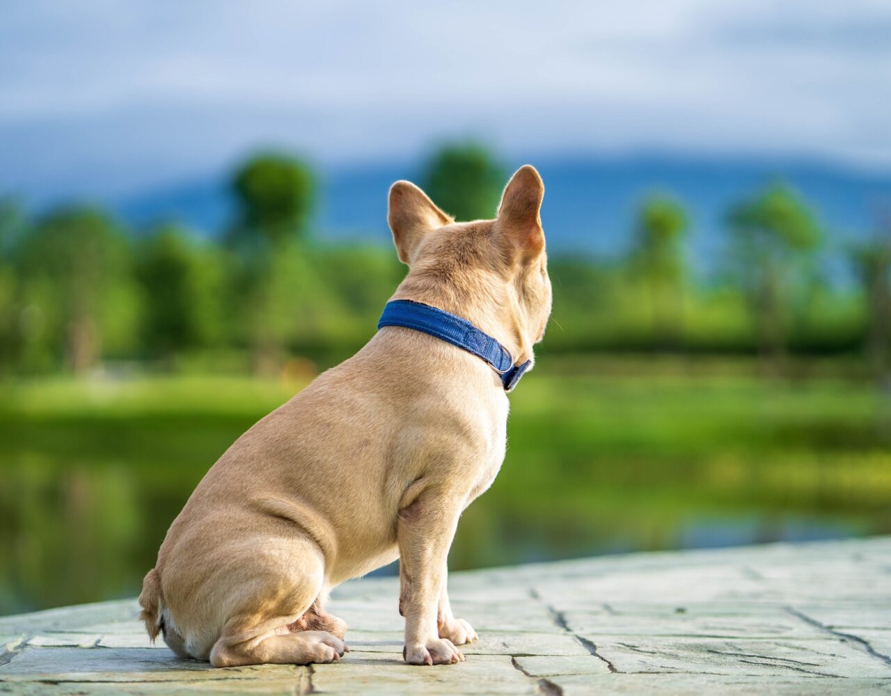 French Bulldog Tail: Is It Cropped or Natural Born? - French Bulldog Breed