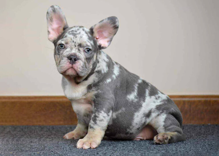Blue Merle French Bulldogs Ultimate Guide: Top 10 Facts