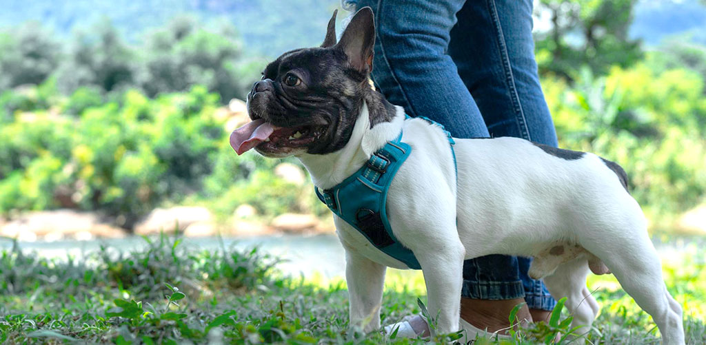 Best Frenchie Harnesses Ultimate Guide: Vet Tips