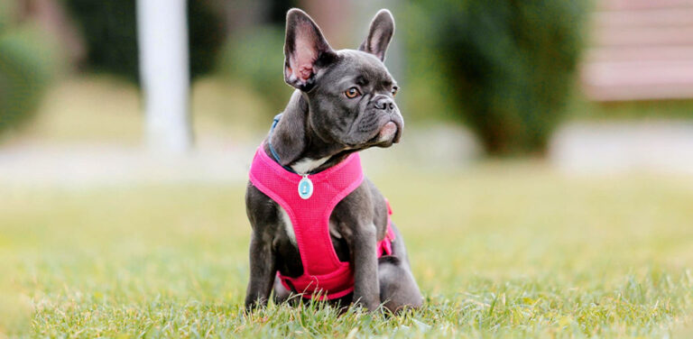 Best Frenchie Harnesses Ultimate Guide: Vet Tips