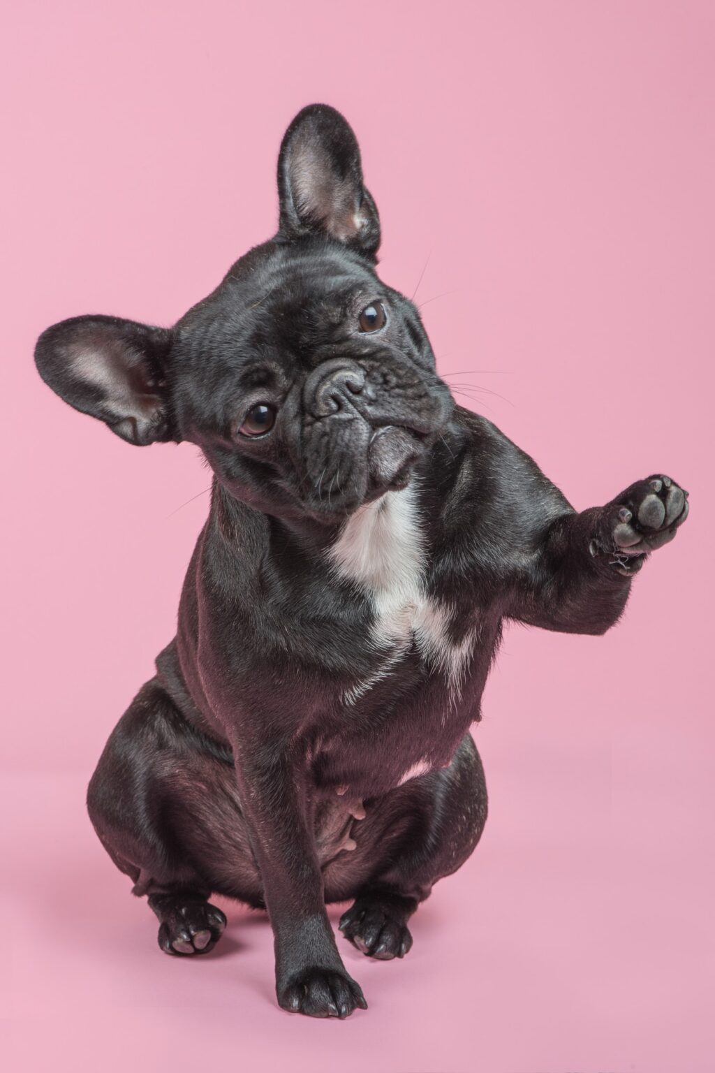 10 Expert Tips To Stop French Bulldog Paw Licking