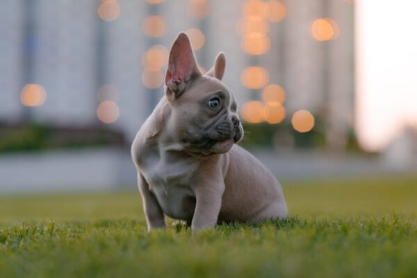 The Ultimate Guide To Isabella French Bulldog - French Bulldog Breed ...
