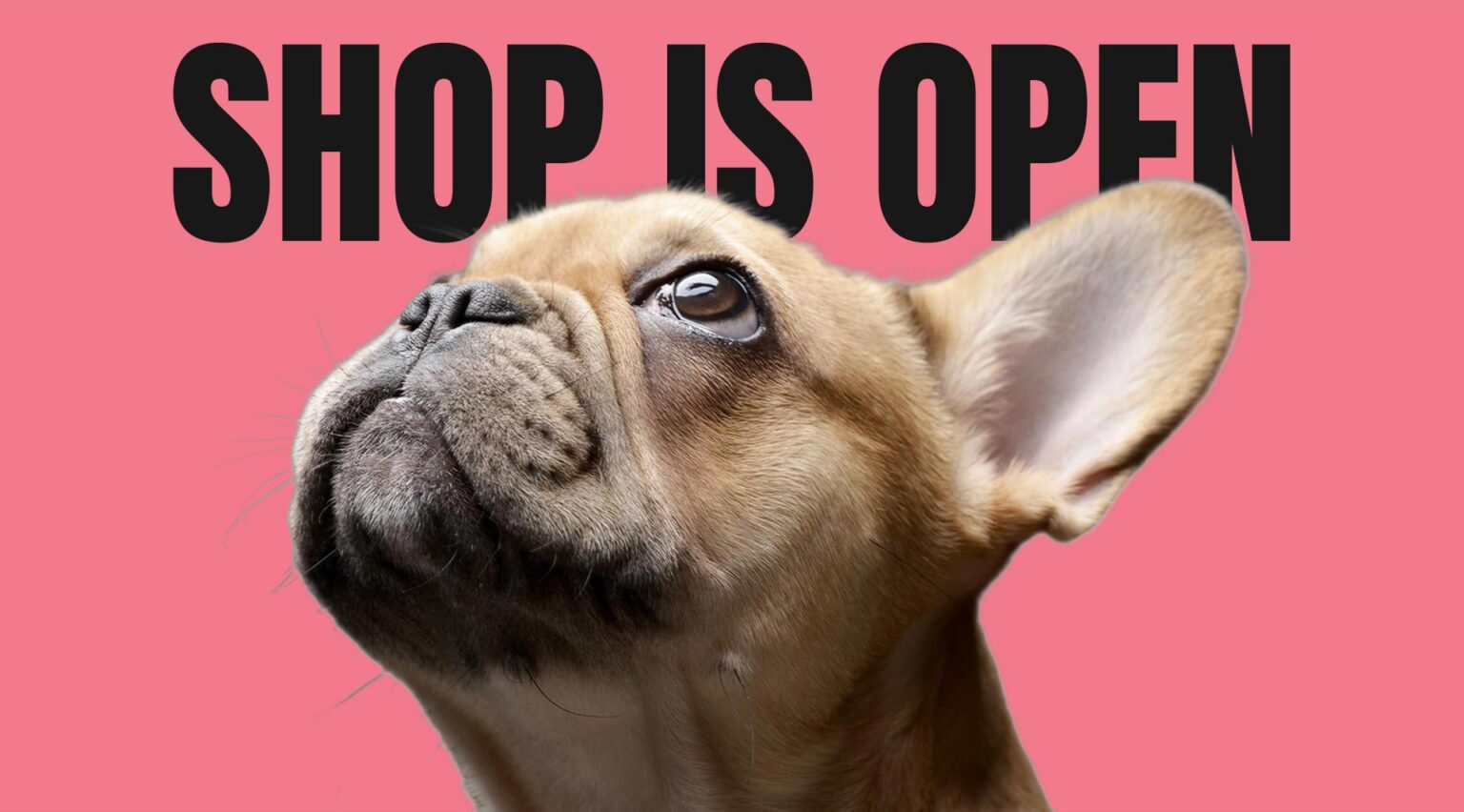 Frenchie Shop: Buy Top Harness & Clothes For Bulldogs