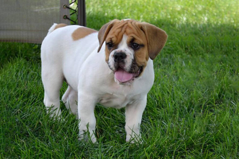 Adorable French Bulldog Mixes You'll Love