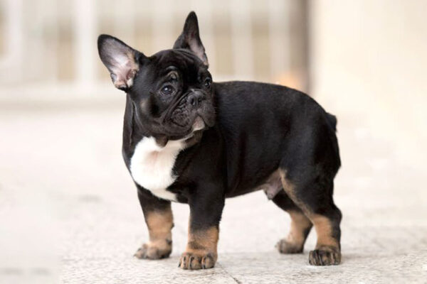 Adorable French Bulldog Mixes You'll Love