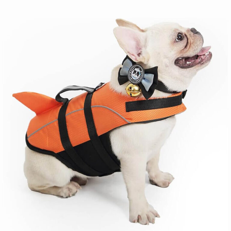 Frenchie Shark Life Jacket: Swim Safe & Stylish
