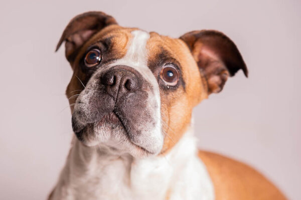 Adorable French Bulldog Mixes You'll Love