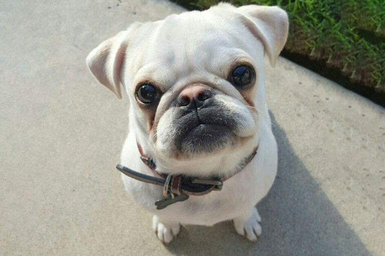 Adorable French Bulldog Mixes You'll Love