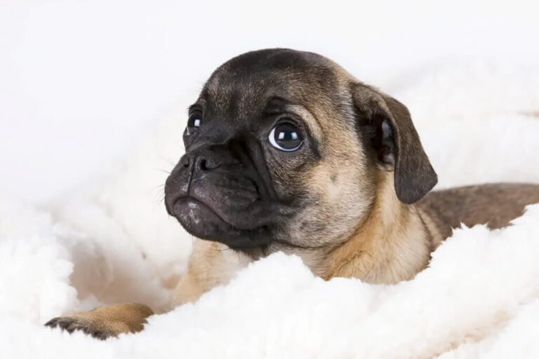 Discover Retro Pug: A Complete 101 Guide