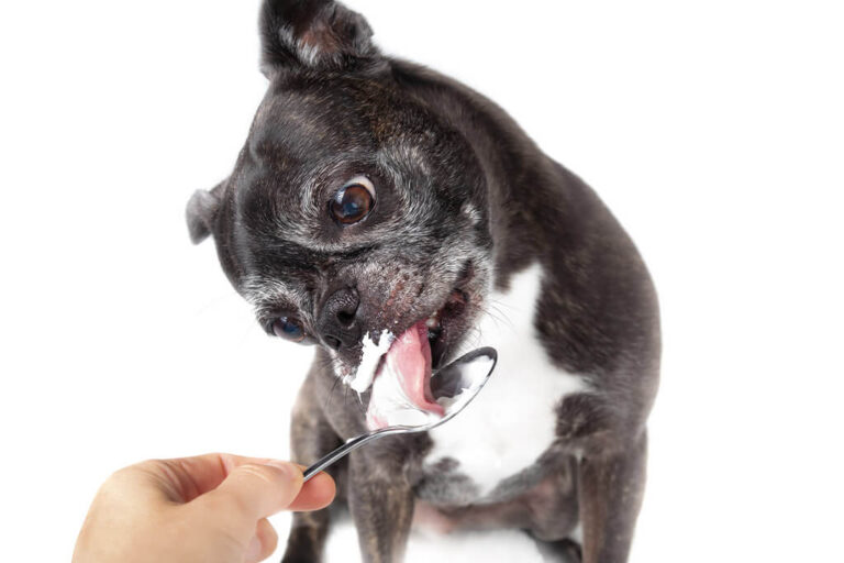 Discover Retro Pug: A Complete 101 Guide