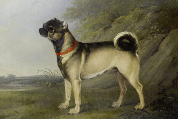 Discover Retro Pug: A Complete 101 Guide