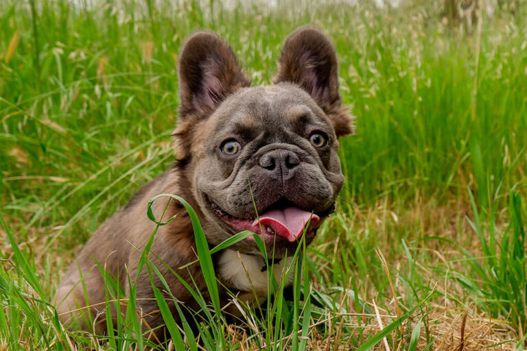 Adorable French Bulldog Mixes You'll Love