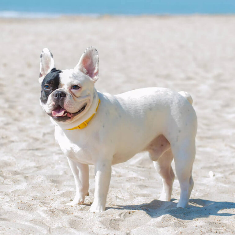 How To Survive Summer With Your French Bulldog? 10 Must Have Items ...