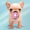 The 7 Best Frenchie Harnesses To Prevent Pulling Behavior