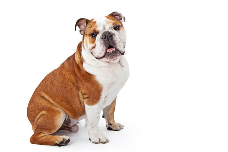 Understanding Bully Breeds: 40 Facts, Myths, And Care Tips