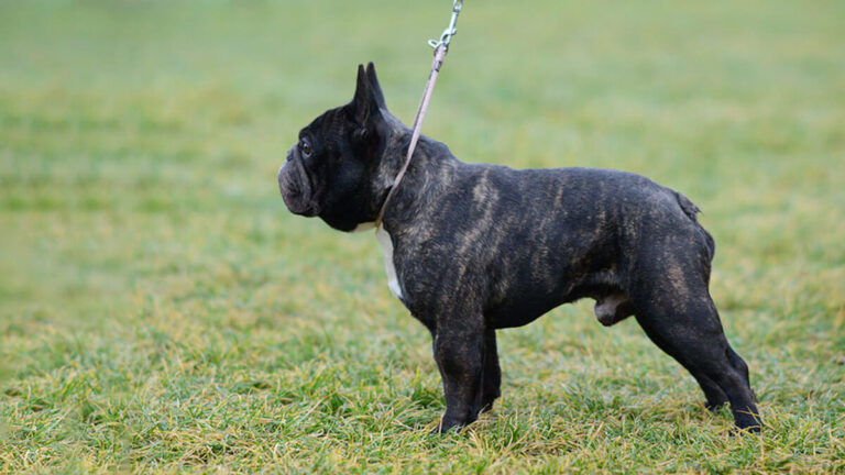 Brindle French Bulldog: Unique Traits & 10 Care Tips