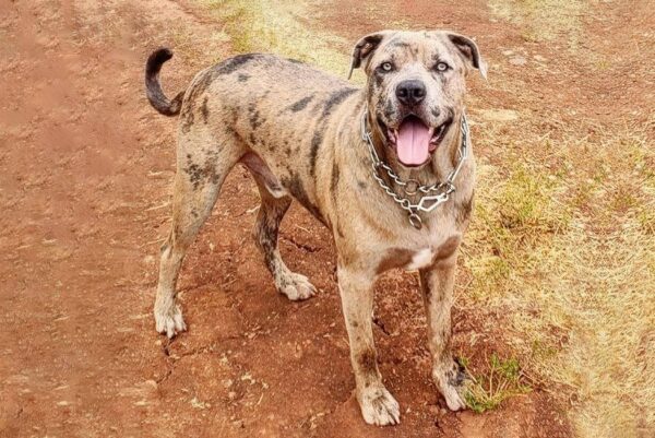 Understanding Bully Breeds: 40 Facts, Myths, And Care Tips