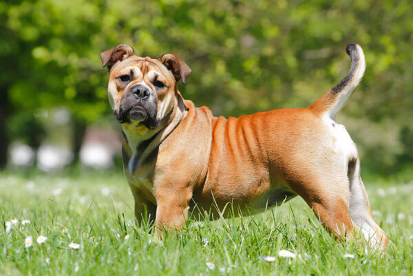 Understanding Bully Breeds: 40 Facts, Myths, And Care Tips