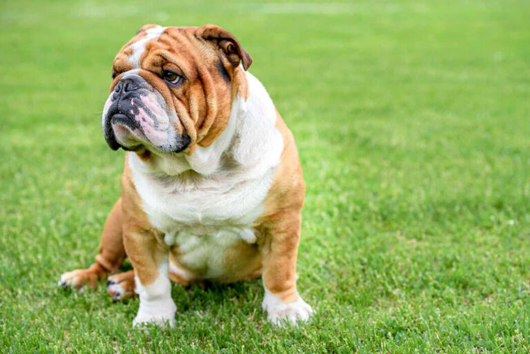 Understanding Bully Breeds: 40 Facts, Myths, And Care Tips