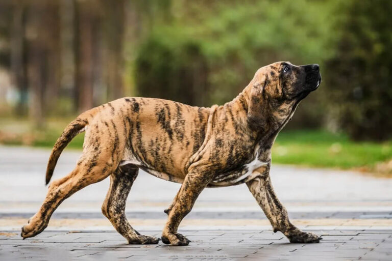 Understanding Bully Breeds: 40 Facts, Myths, And Care Tips