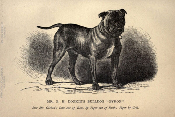 Understanding Bully Breeds: 40 Facts, Myths, And Care Tips