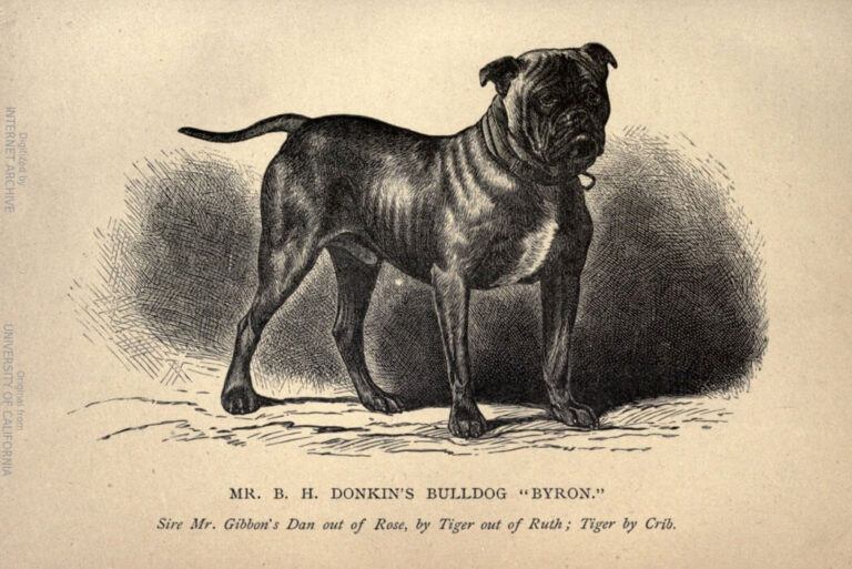 Understanding Bully Breeds: 40 Facts, Myths, And Care Tips