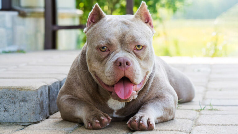 Understanding Bully Breeds: 40 Facts, Myths, And Care Tips